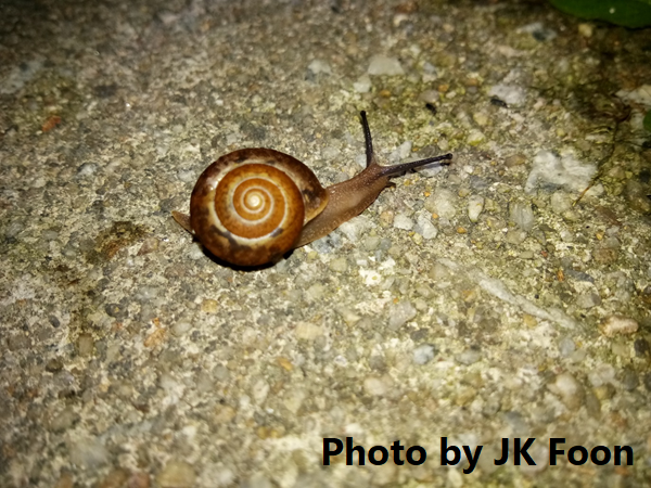 Snails – Urban Biodiversity Initiative (UBI)