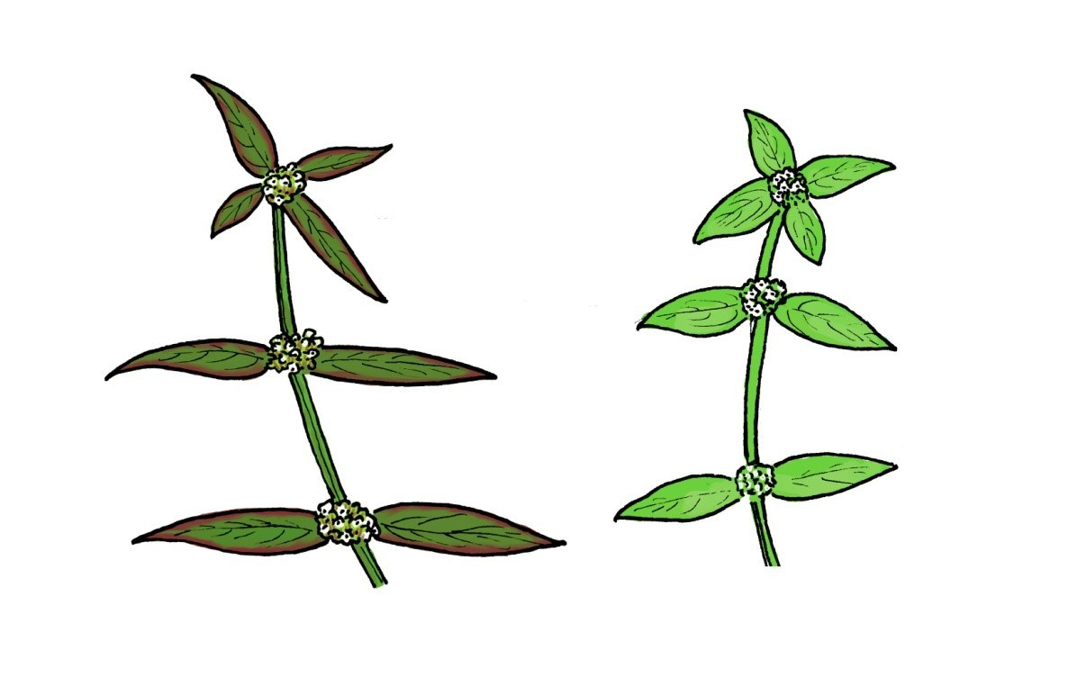 Buttonweeds – Urban Biodiversity Initiative (UBI)