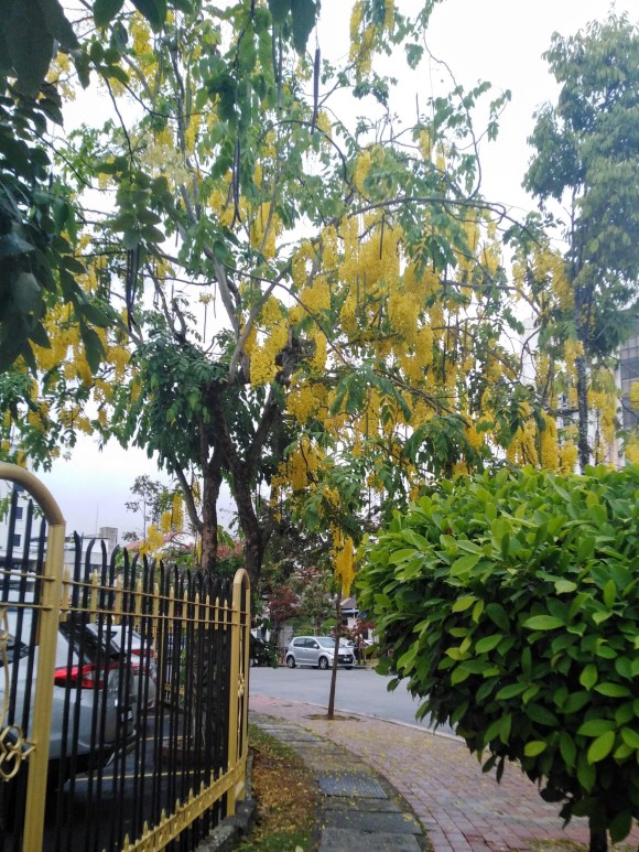 The City Tree – Urban Biodiversity Initiative (UBI)