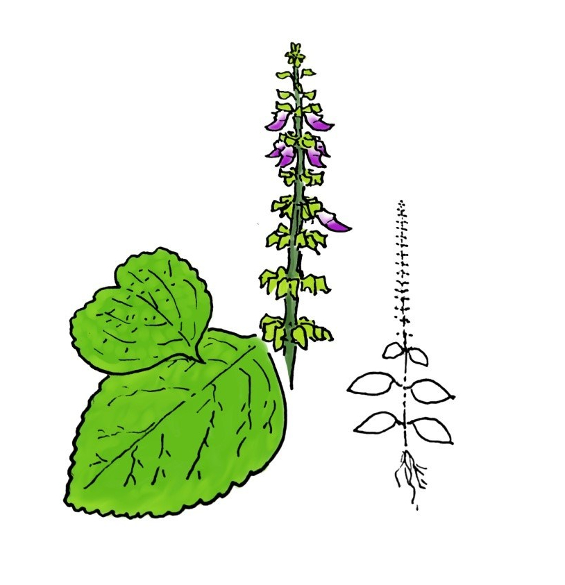 Monkey’s potato – Urban Biodiversity Initiative (UBI)