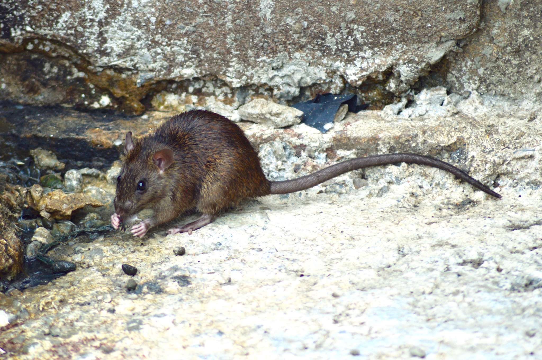 Species Guide: Urban Mammals – Urban Biodiversity Initiative (UBI)