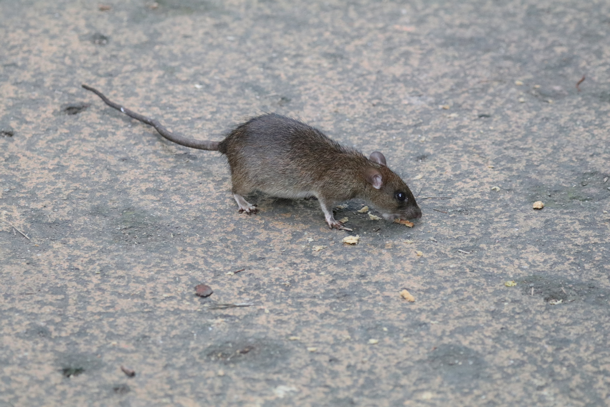 Species Guide: Urban Mammals – Urban Biodiversity Initiative (UBI)