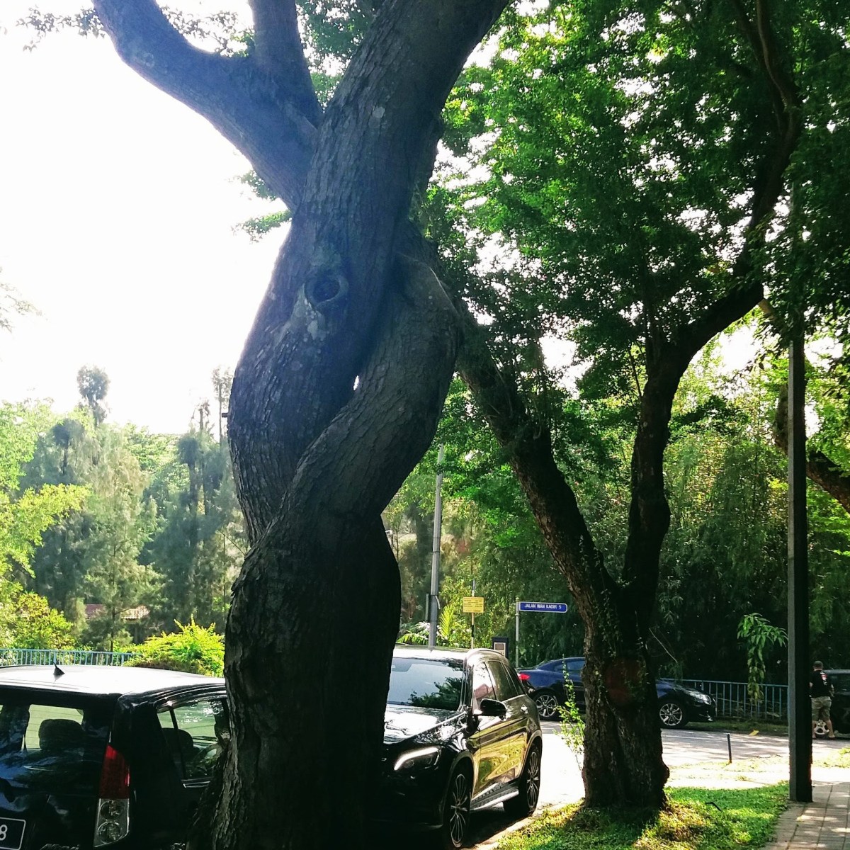 The City Tree – Urban Biodiversity Initiative (UBI)