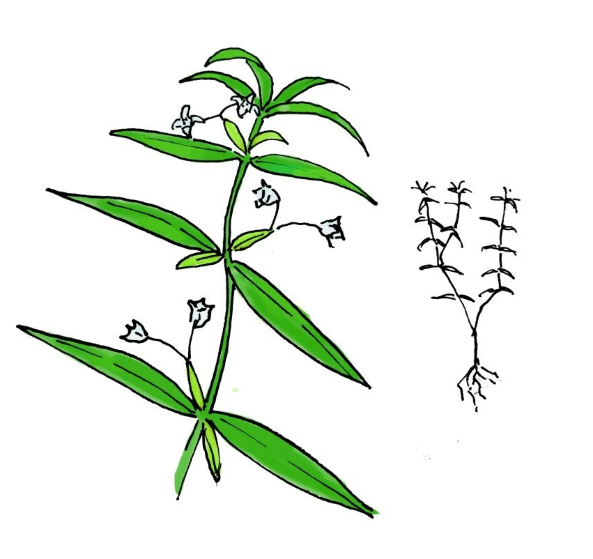 Two-flowered hedyotis – Urban Biodiversity Initiative (UBI)