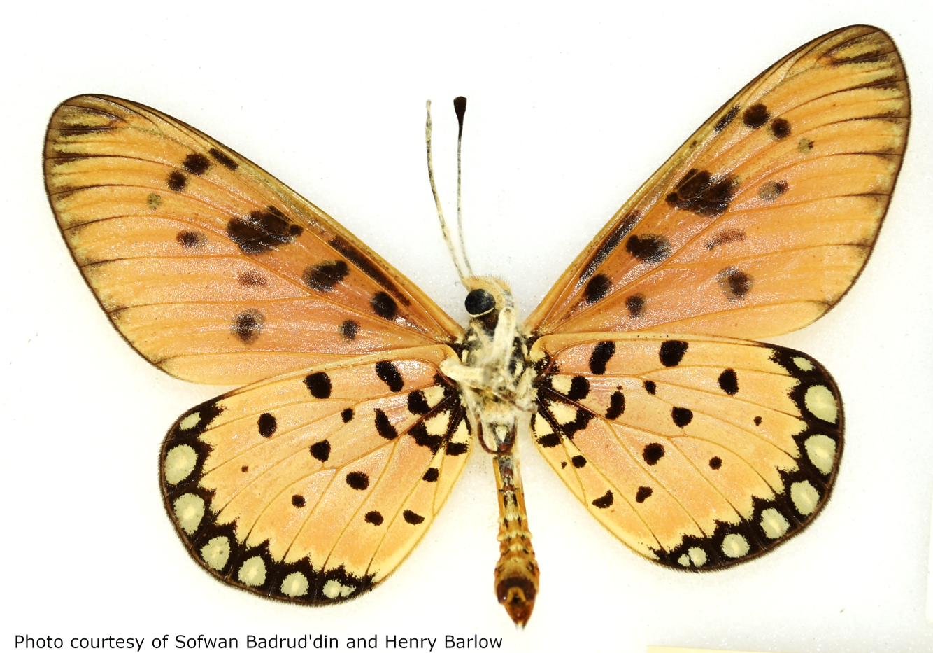 Butterflies: Tawny coster – Urban Biodiversity Initiative (UBI)