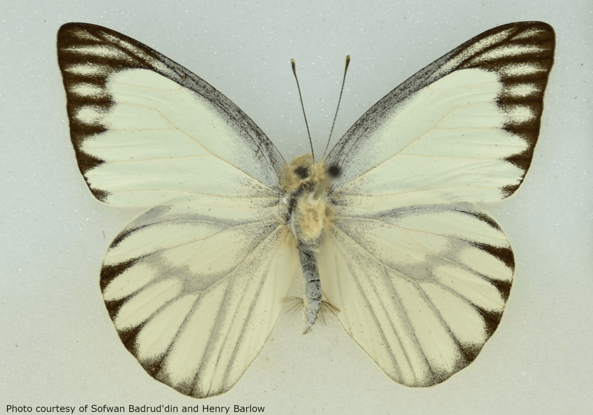 Butterflies: Striped albatross – Urban Biodiversity Initiative (UBI)