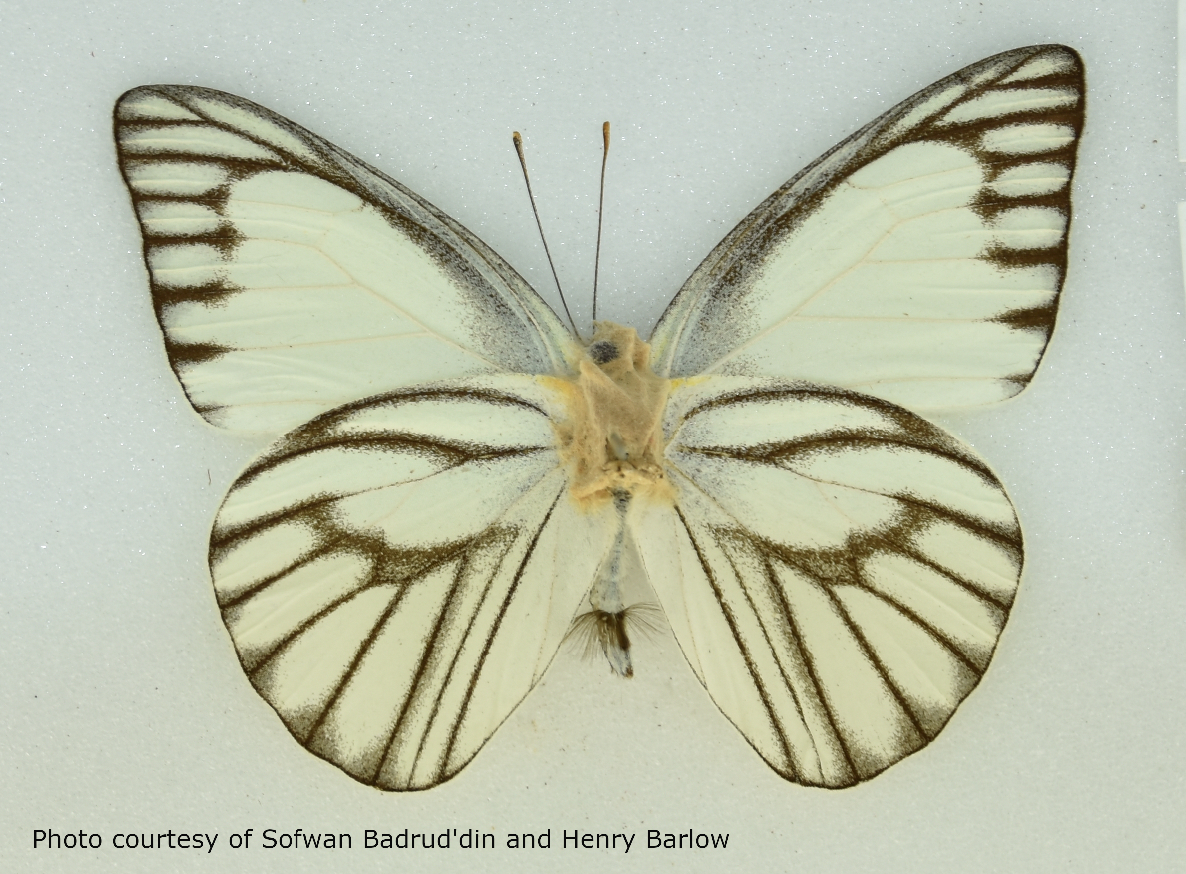 Butterflies: Striped albatross – Urban Biodiversity Initiative (UBI)