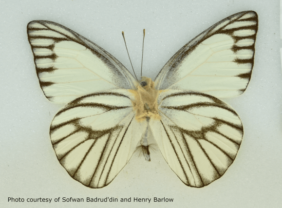 Butterflies: Striped albatross – Urban Biodiversity Initiative (UBI)