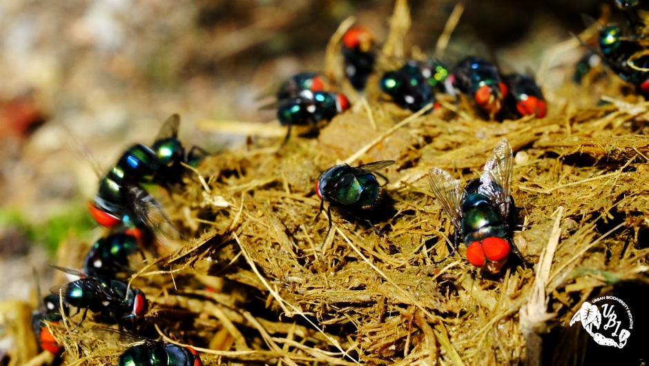 Pollinators: Flies – Urban Biodiversity Initiative (UBI)