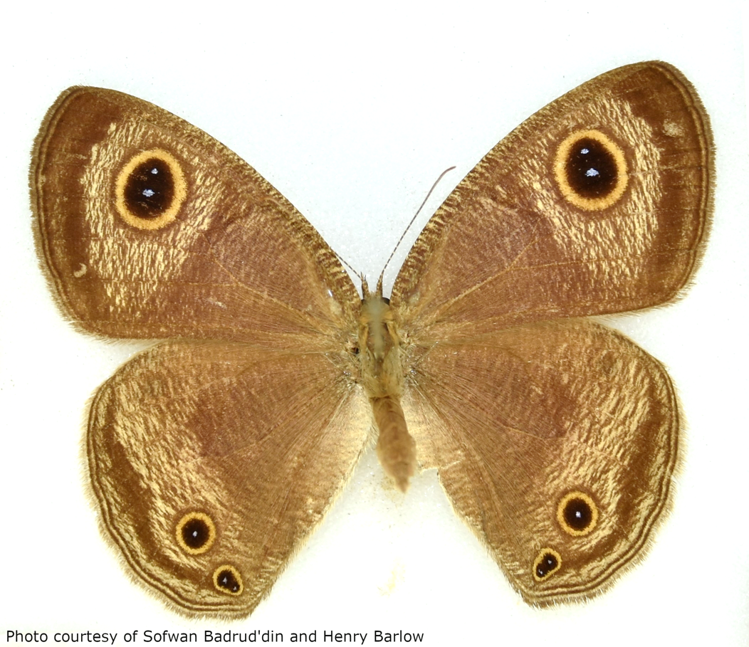 Butterflies: Common three ring – Urban Biodiversity Initiative (UBI)