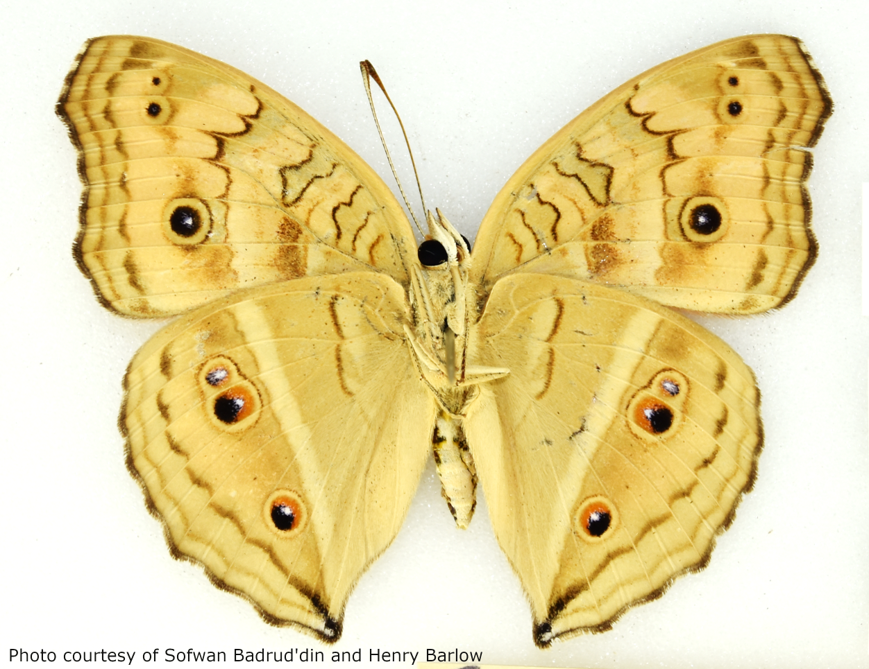 Butterflies: Peacock pansy – Urban Biodiversity Initiative (UBI)