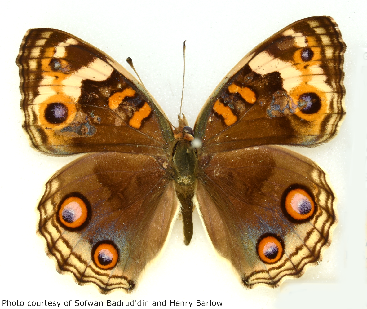 Blue pansy – Urban Biodiversity Initiative (UBI)