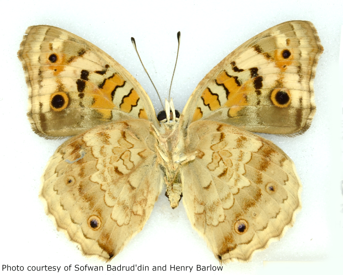 Junonia orithya – Urban Biodiversity Initiative (UBI)