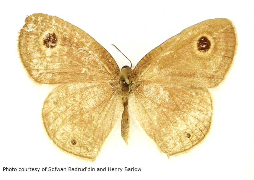 Butterflies: Common four ring – Urban Biodiversity Initiative (UBI)