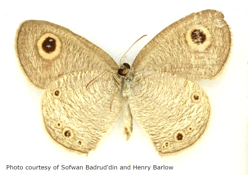 Butterflies: Common four ring – Urban Biodiversity Initiative (UBI)