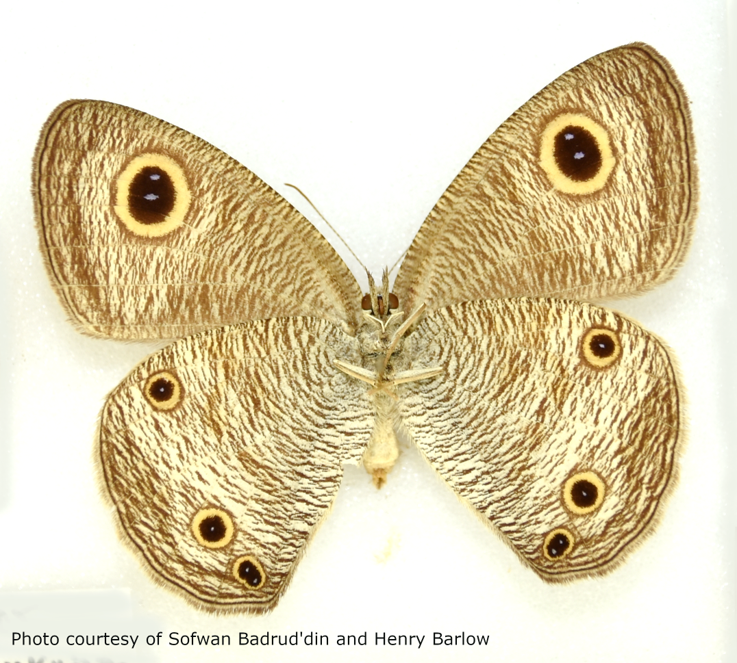 Butterflies: Common three ring – Urban Biodiversity Initiative (UBI)