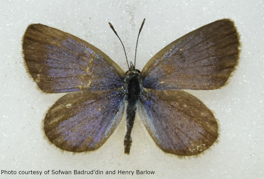 Butterflies: Common grass blue – Urban Biodiversity Initiative (UBI)