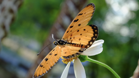 Pollinator: Butterflies and moths – Urban Biodiversity Initiative (UBI)