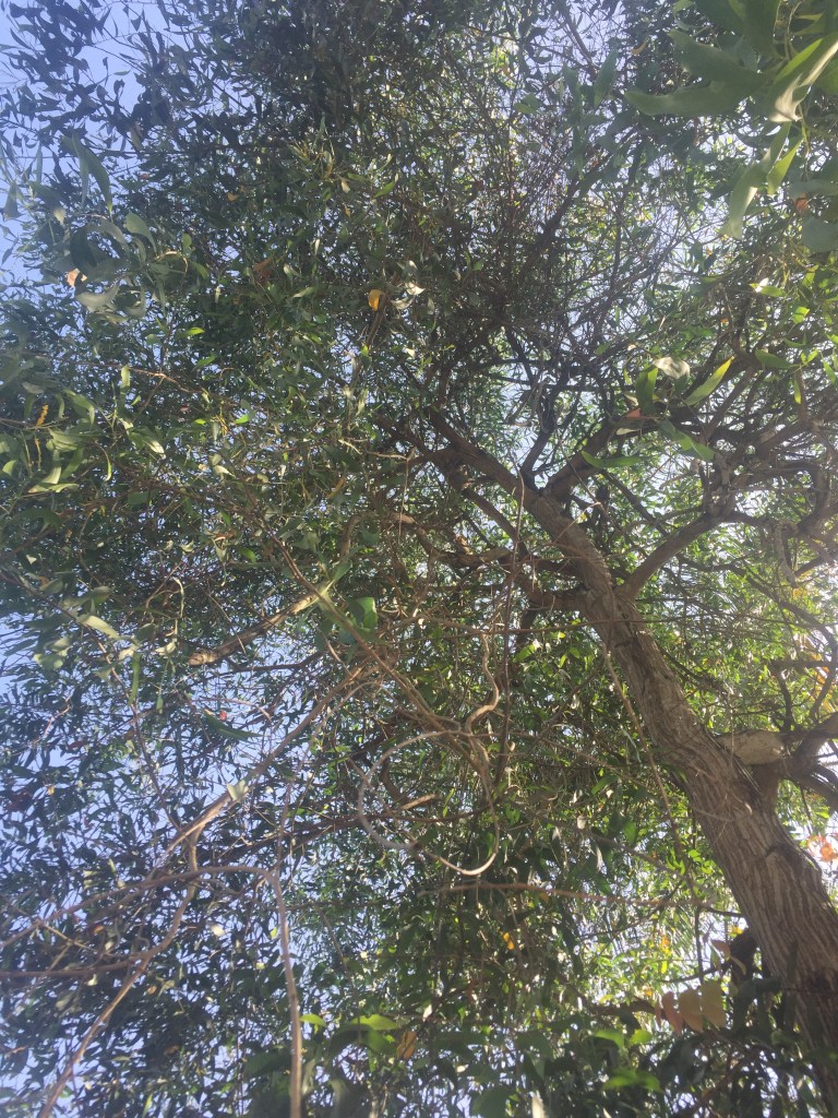 Species Guide: Common Urban Trees – Urban Biodiversity Initiative (UBI)