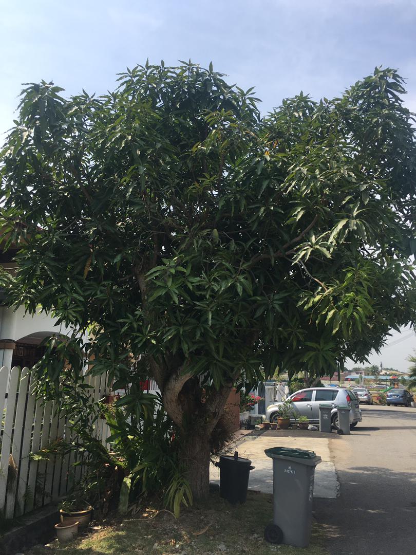 Mangga – Urban Biodiversity Initiative (UBI)