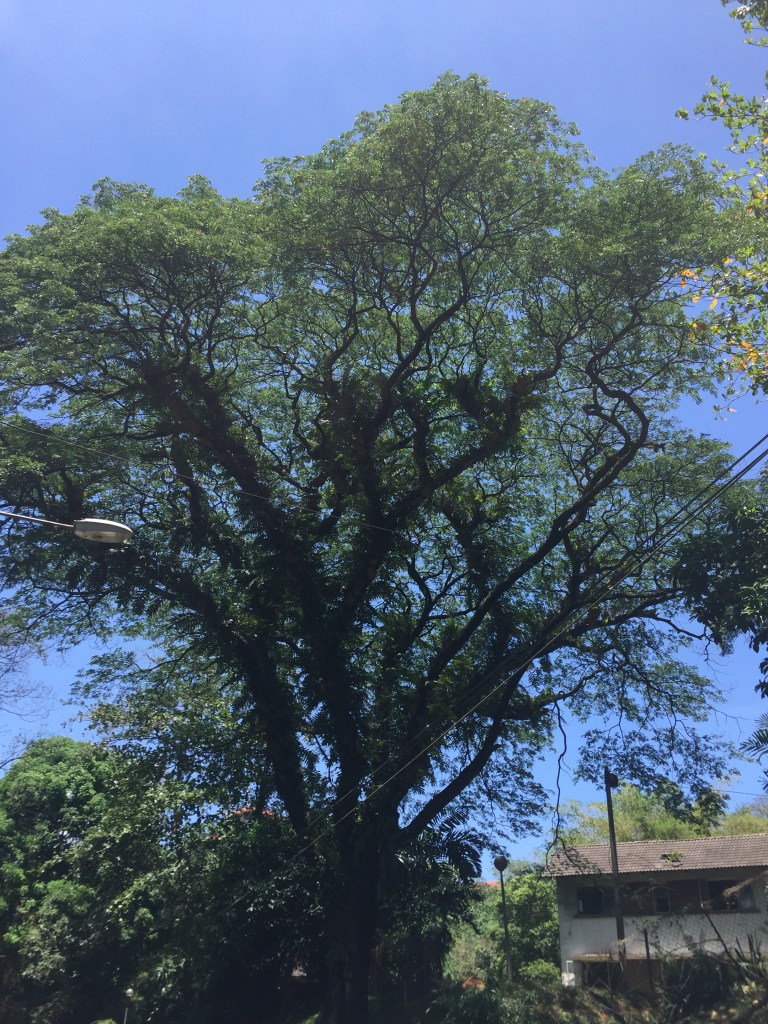 Species Guide: Common Urban Trees – Urban Biodiversity Initiative (UBI)