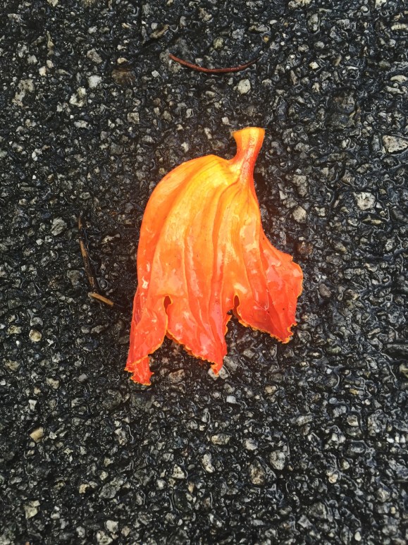 Species Guide: Common Urban Trees – Urban Biodiversity Initiative (UBI)