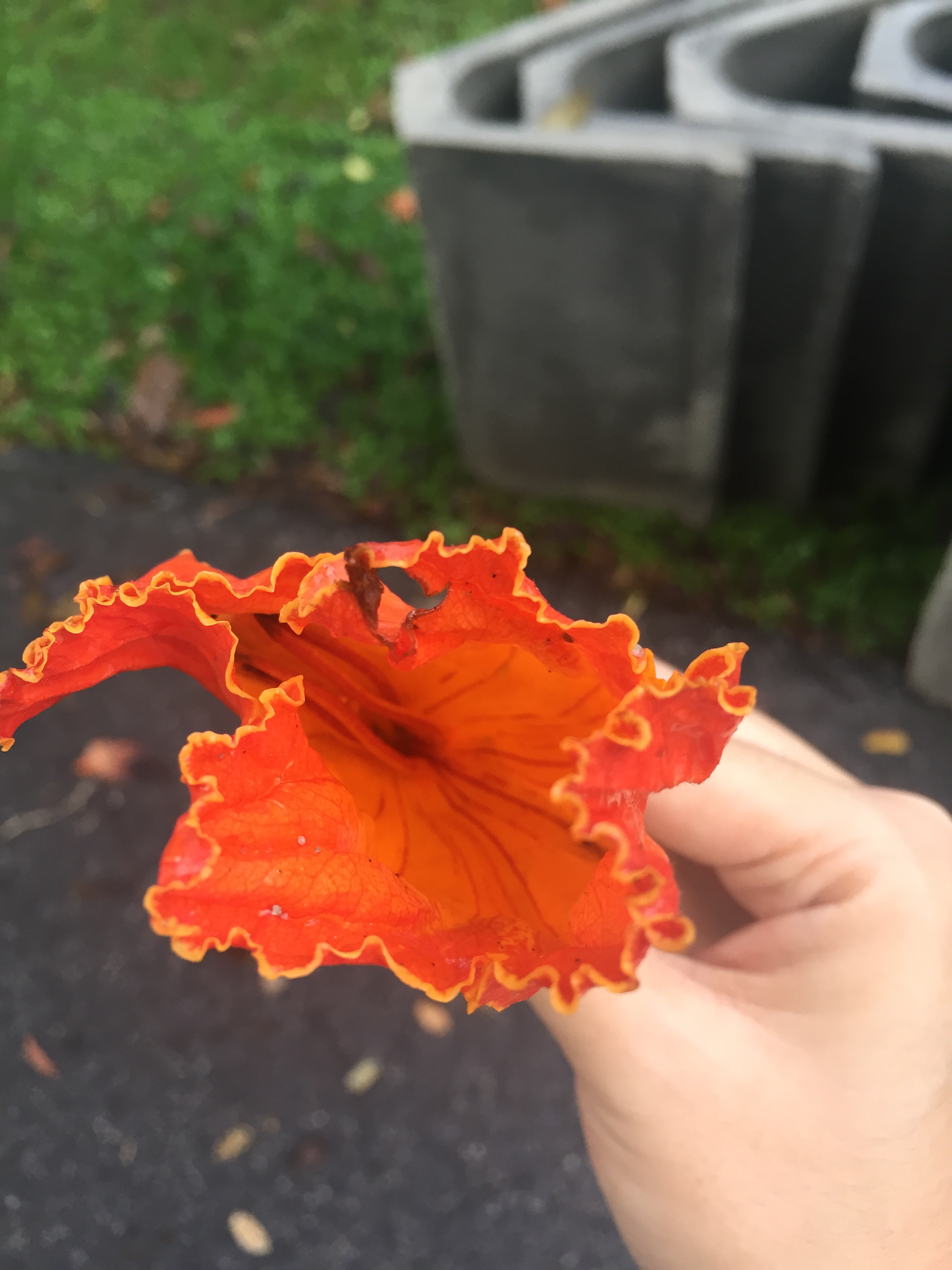 Species Guide: Common Urban Trees – Urban Biodiversity Initiative (UBI)