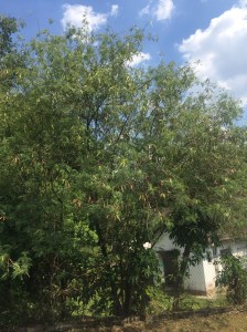 Species Guide: Common Urban Trees – Urban Biodiversity Initiative (UBI)