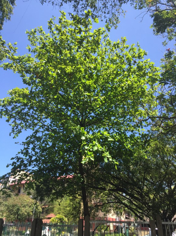 Species Guide: Common Urban Trees – Urban Biodiversity Initiative (UBI)
