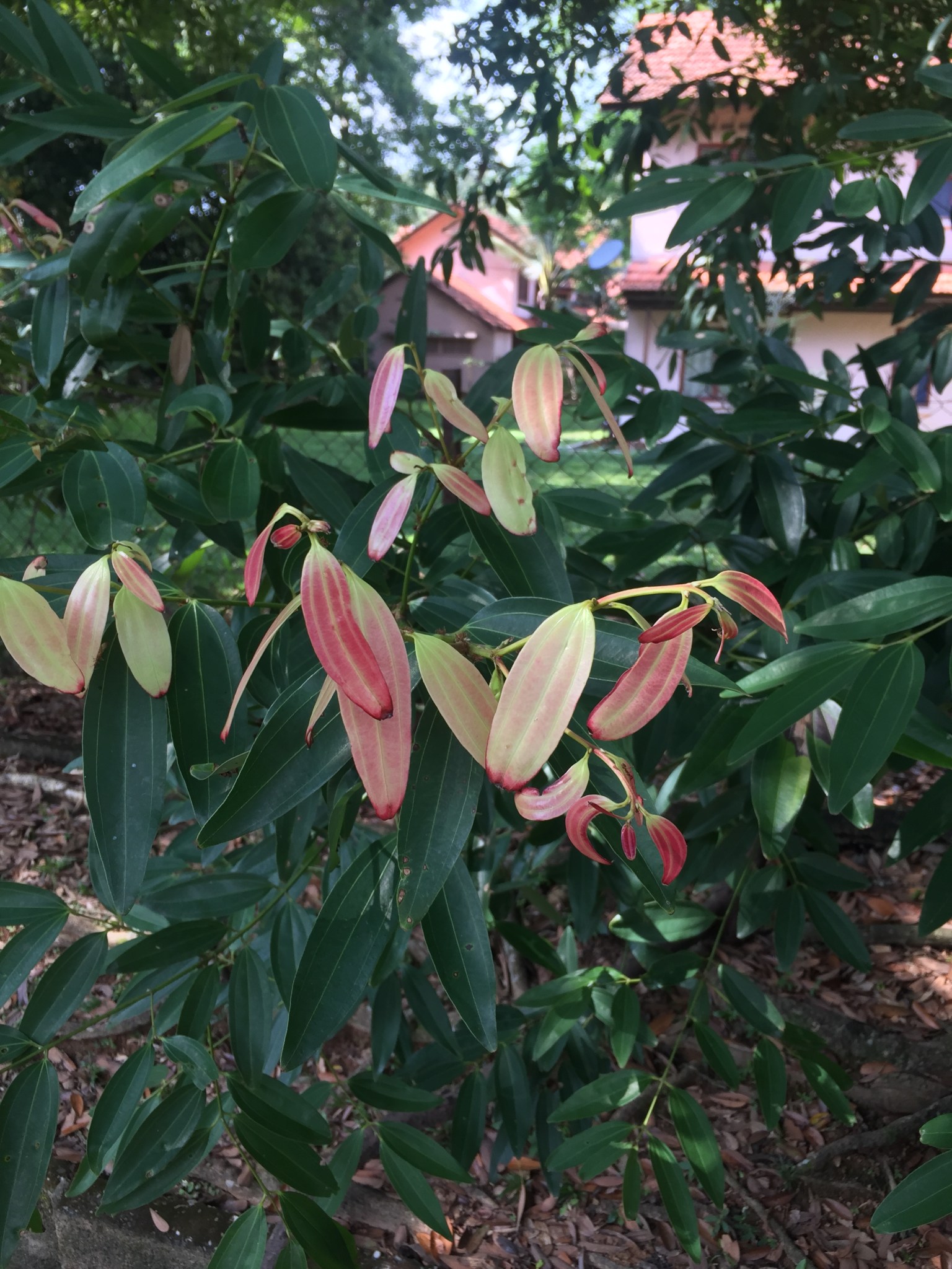 Species Guide: Common Urban Trees – Urban Biodiversity Initiative (UBI)