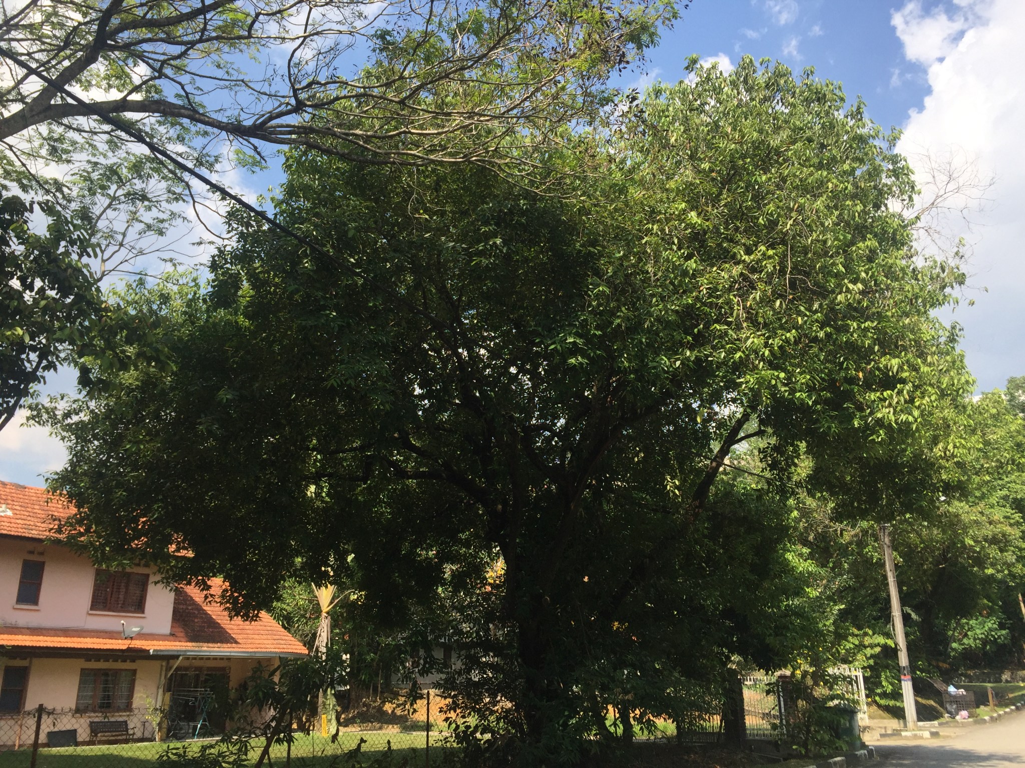 Species Guide: Common Urban Trees – Urban Biodiversity Initiative (UBI)