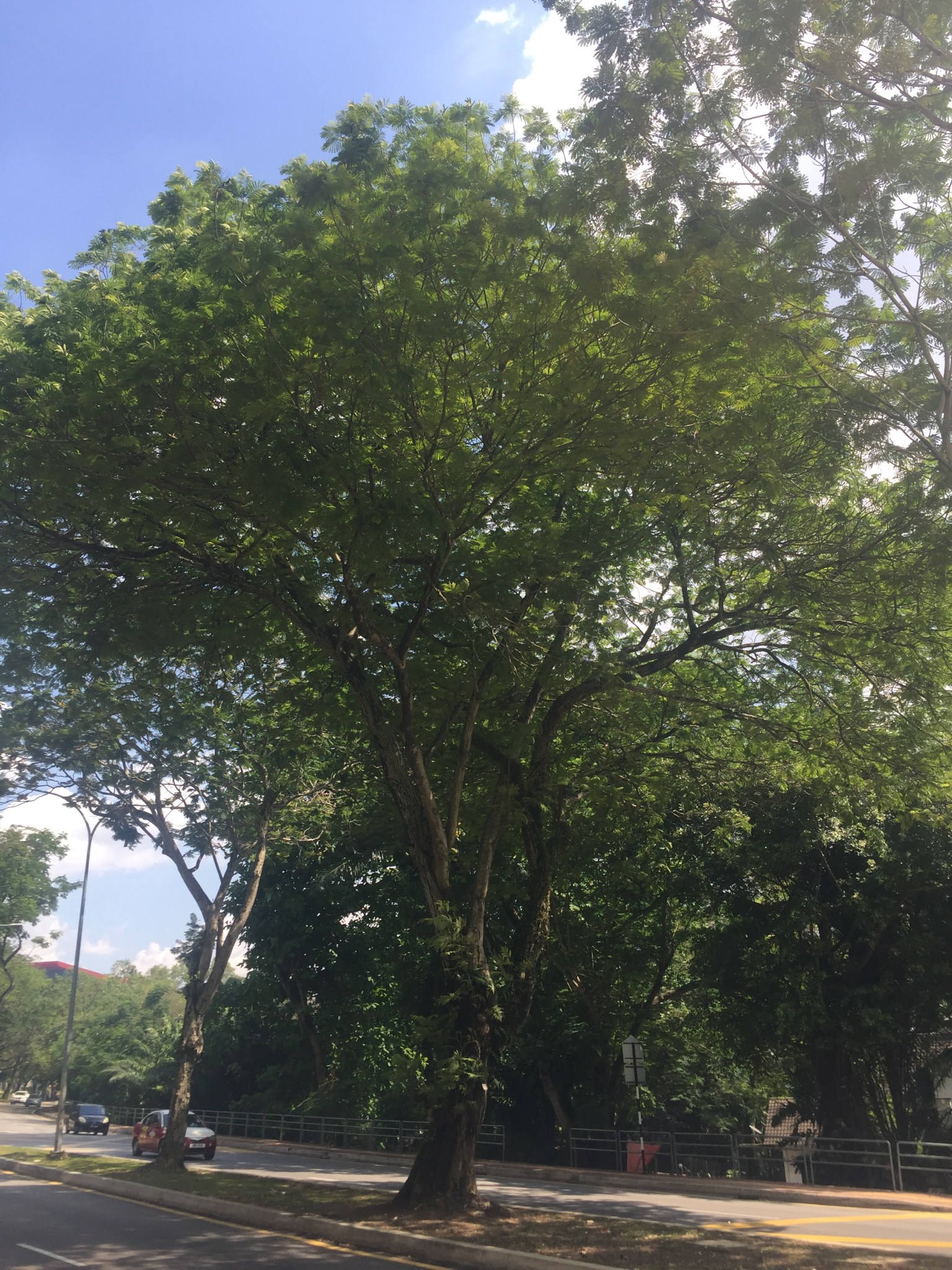 Species Guide: Common Urban Trees – Urban Biodiversity Initiative (UBI)