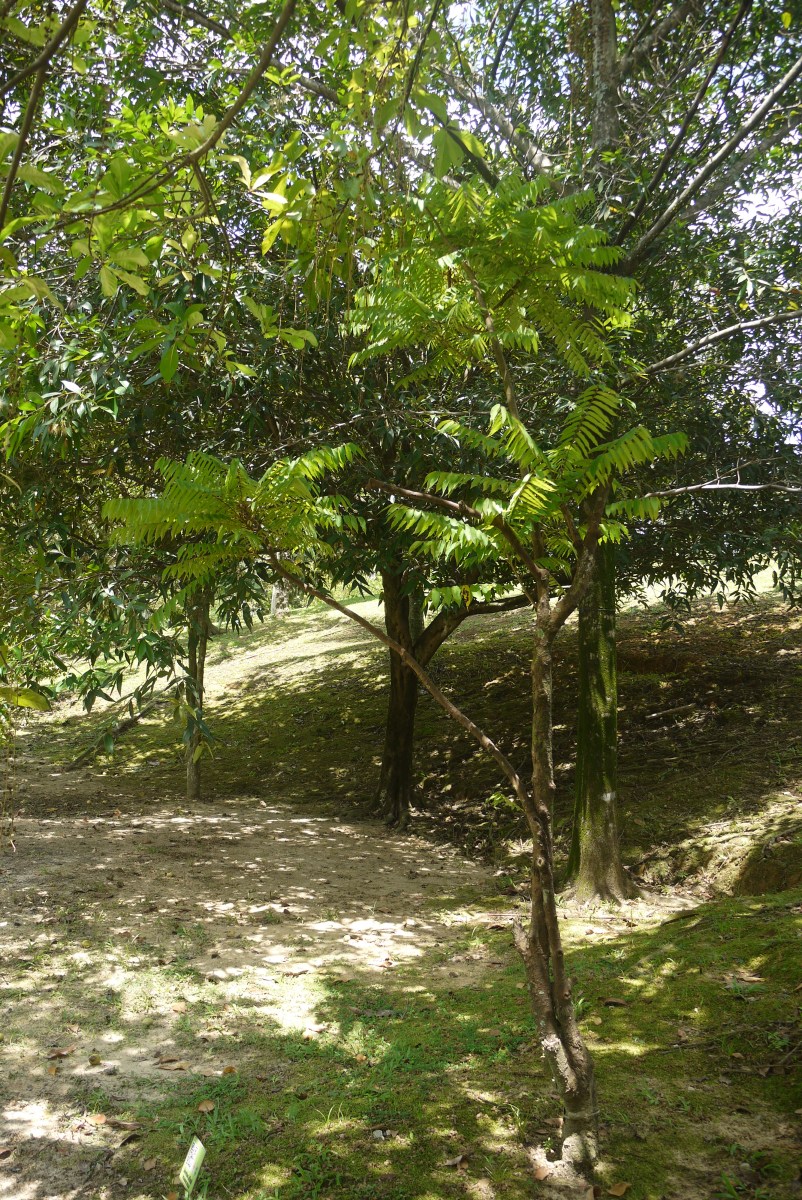 Belimbing Buluh – Urban Biodiversity Initiative (UBI)