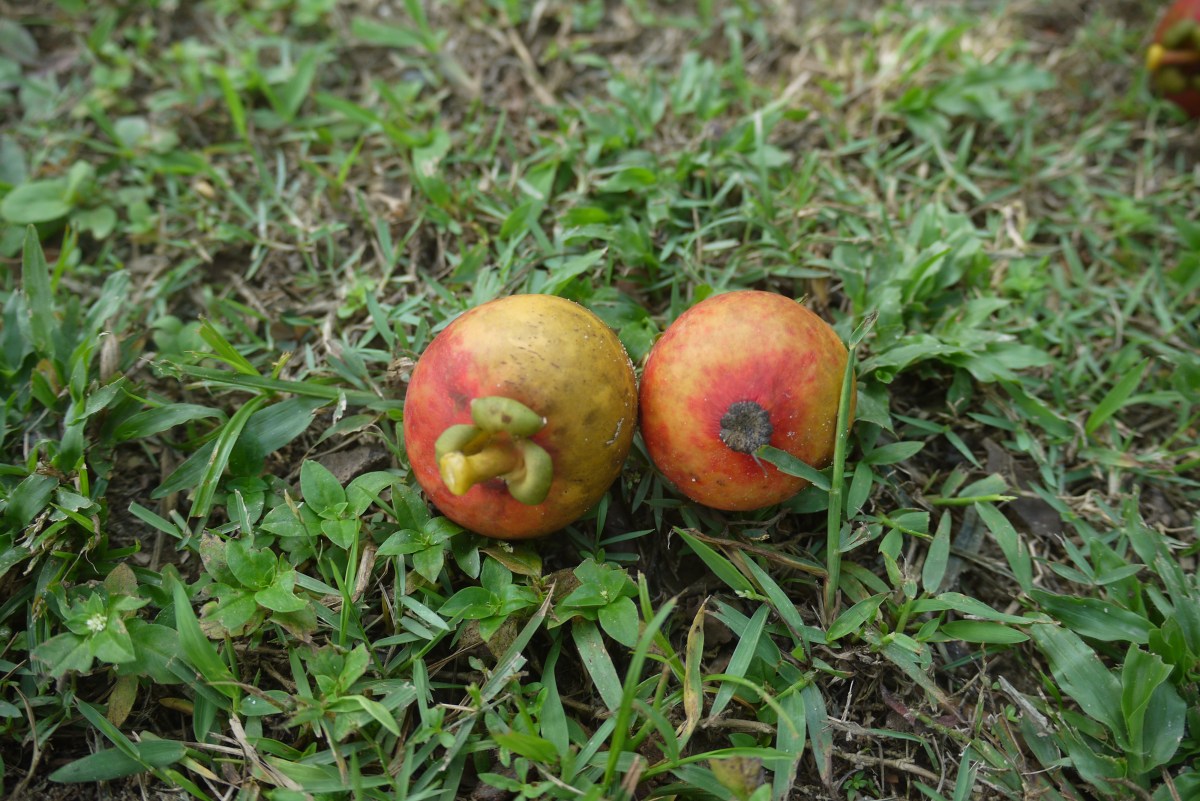 Beruas – Urban Biodiversity Initiative (UBI)