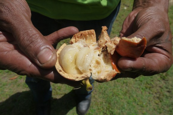 Beruas – Urban Biodiversity Initiative (UBI)