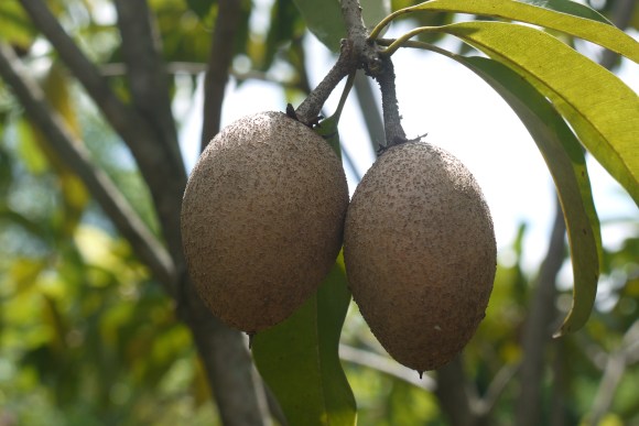 Ciku – Urban Biodiversity Initiative (UBI)