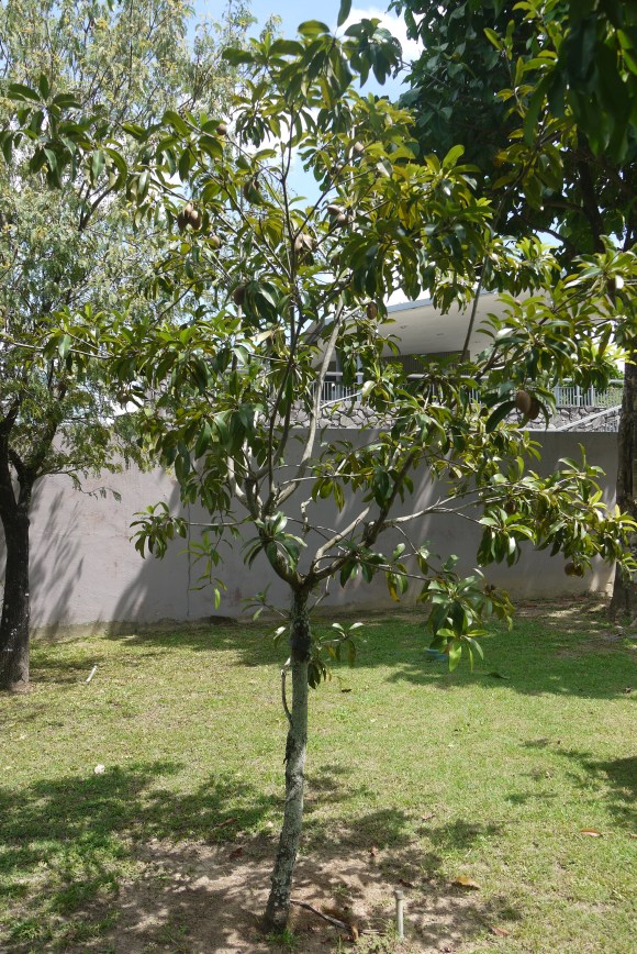 Ciku – Urban Biodiversity Initiative (UBI)