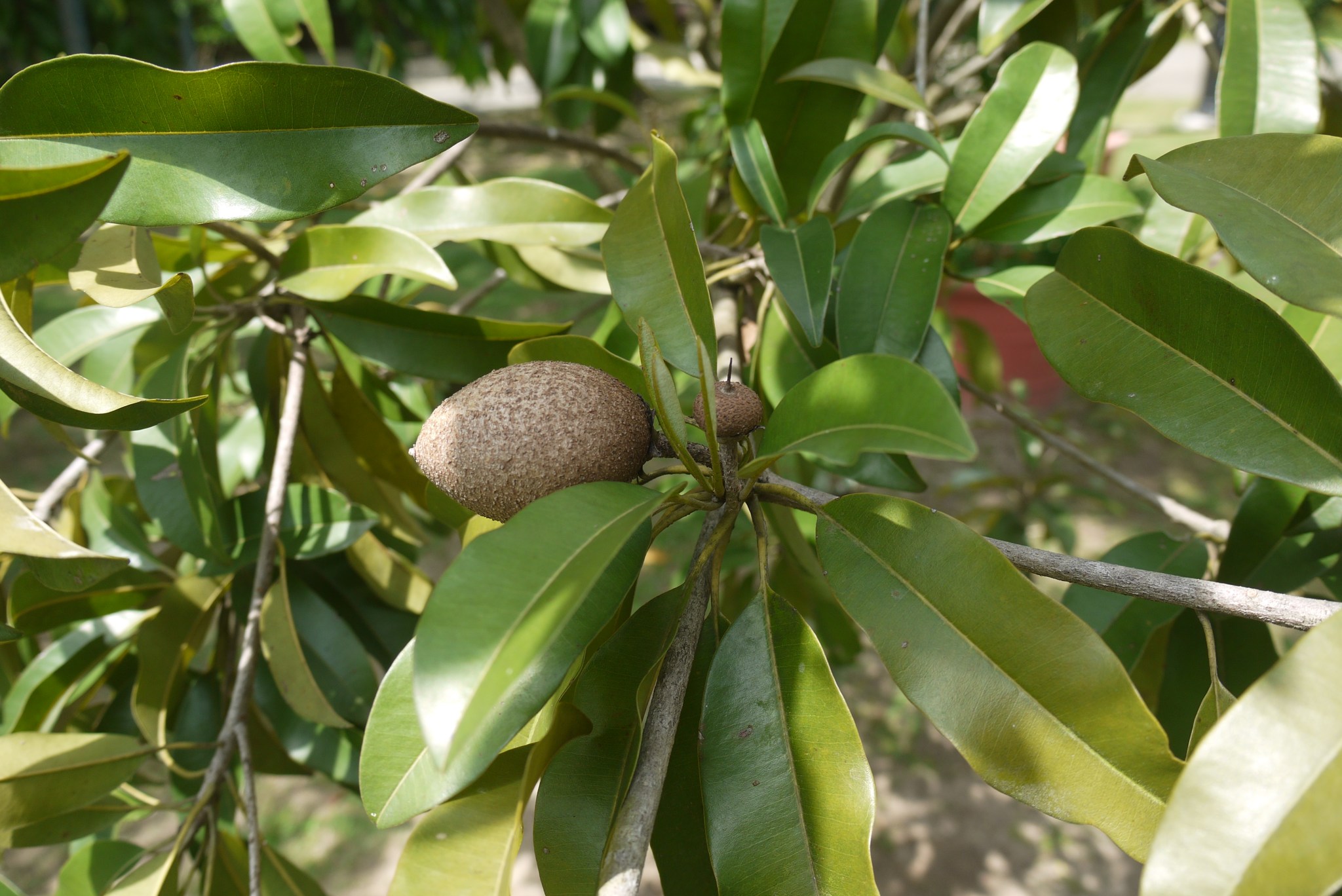 Ciku – Urban Biodiversity Initiative (UBI)