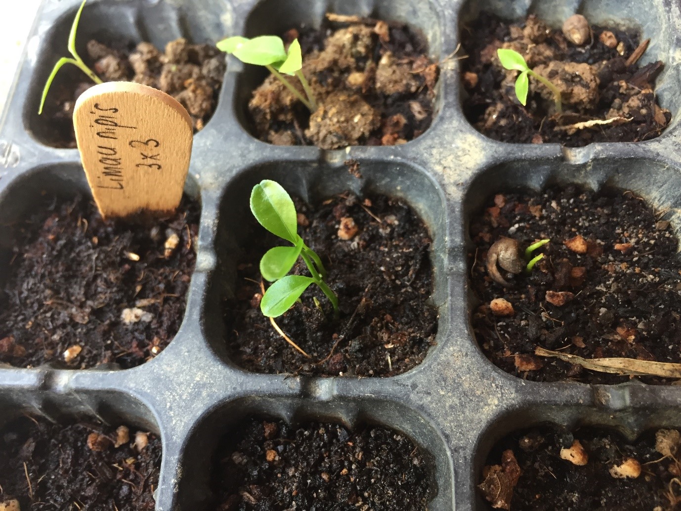 How to germinate fruit trees – Urban Biodiversity Initiative (UBI)