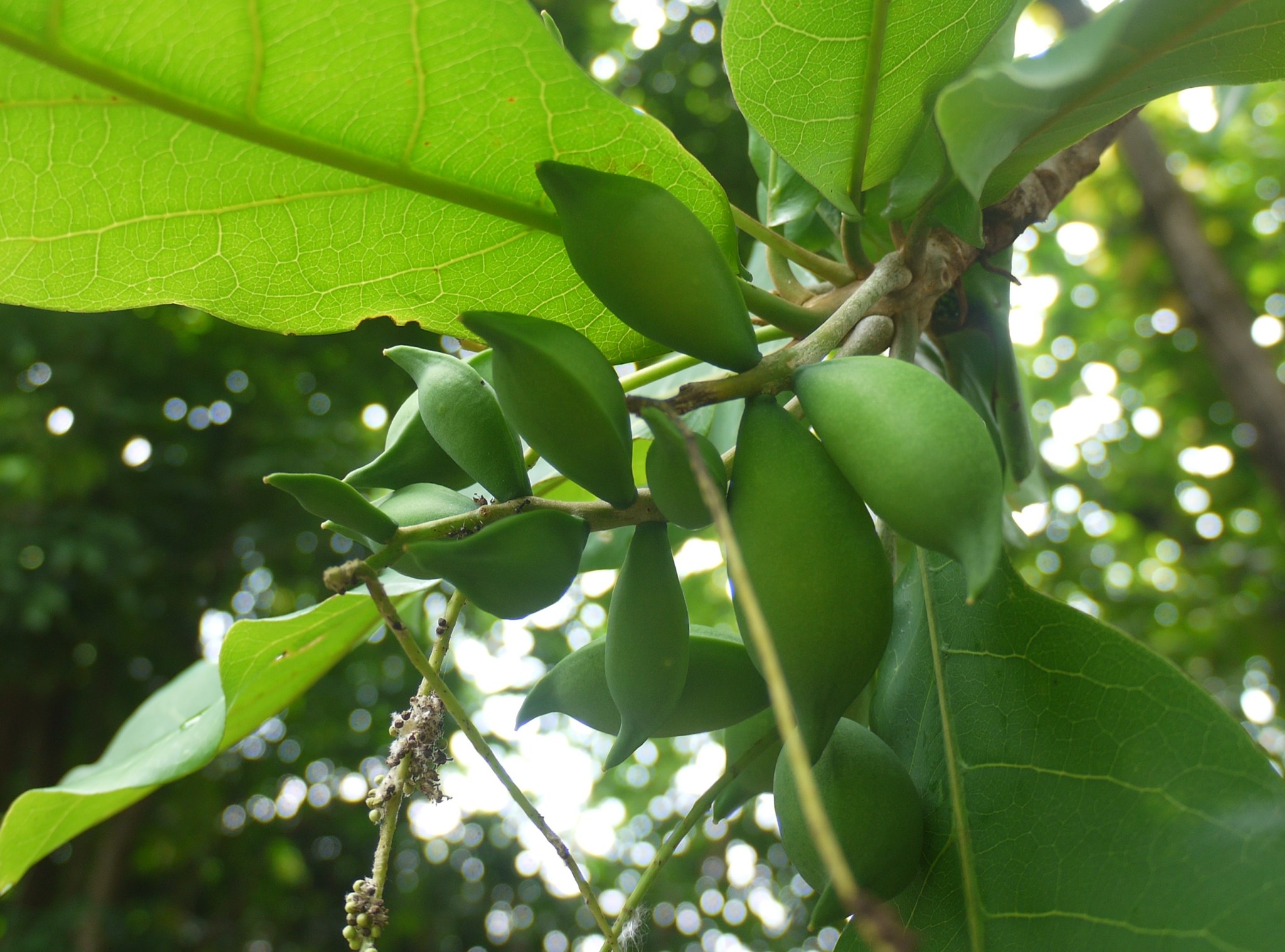 Species Guide: Common Urban Trees – Urban Biodiversity Initiative (UBI)