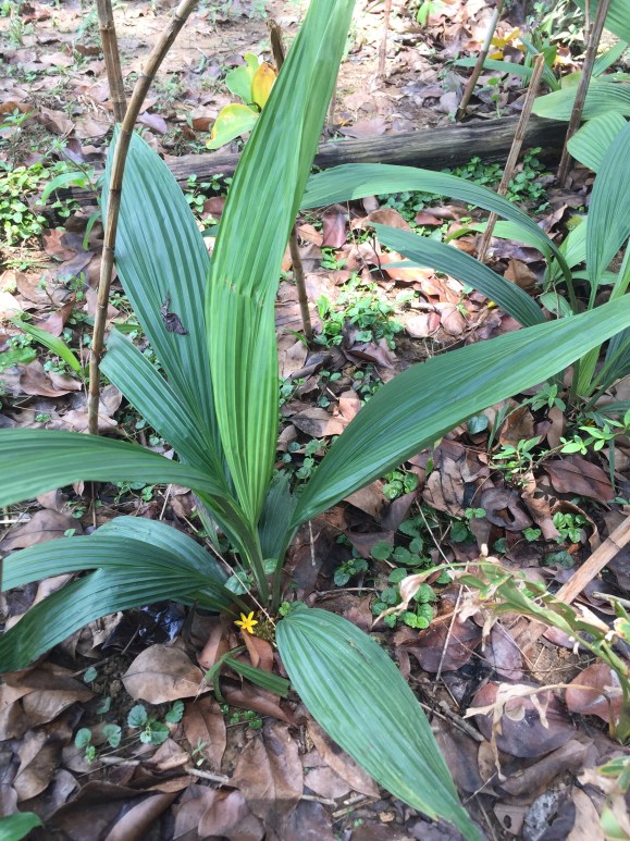 Lemba – Urban Biodiversity Initiative (UBI)