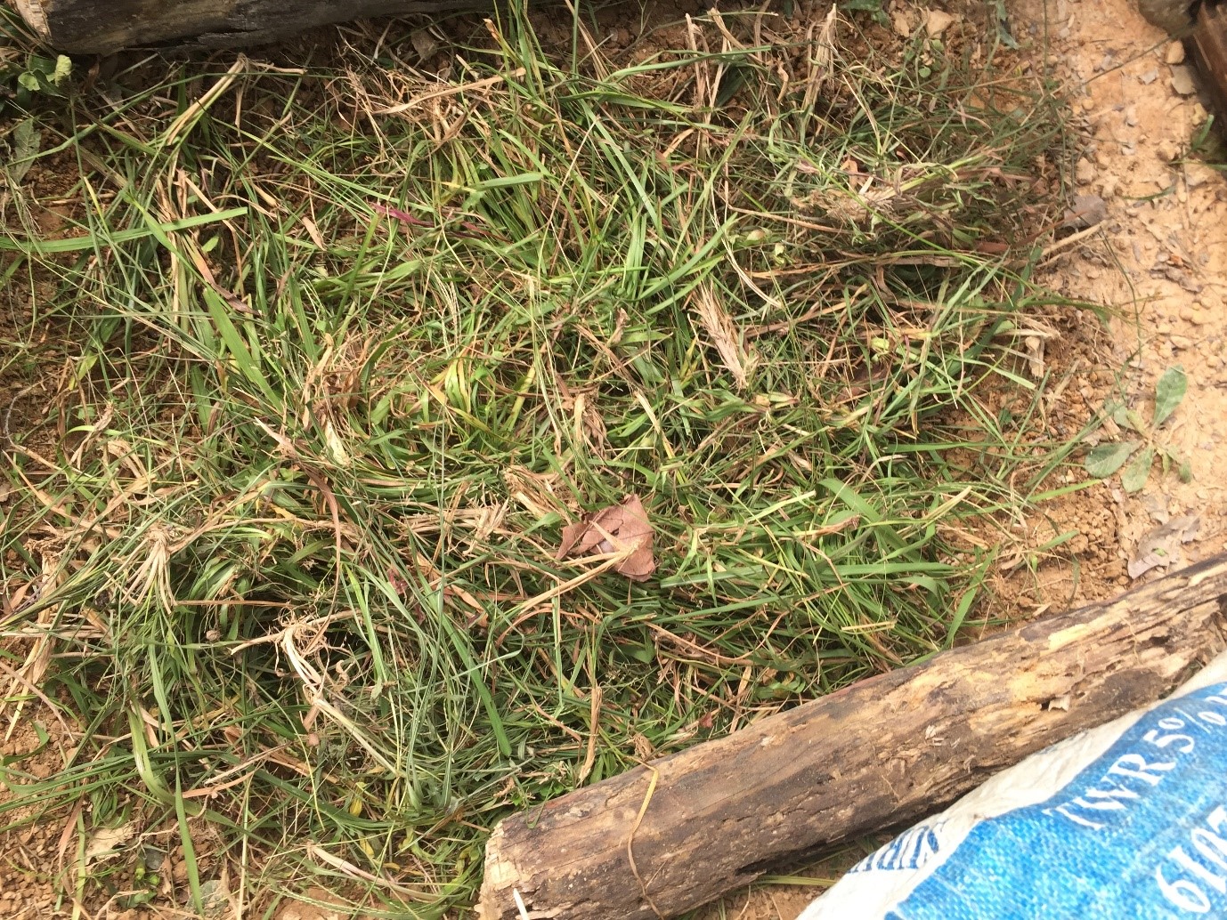 How to create a log pile – Urban Biodiversity Initiative (UBI)