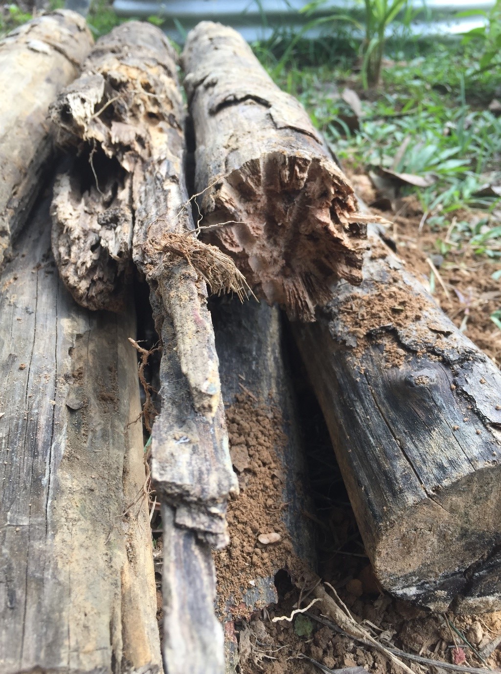 How to create a log pile – Urban Biodiversity Initiative (UBI)