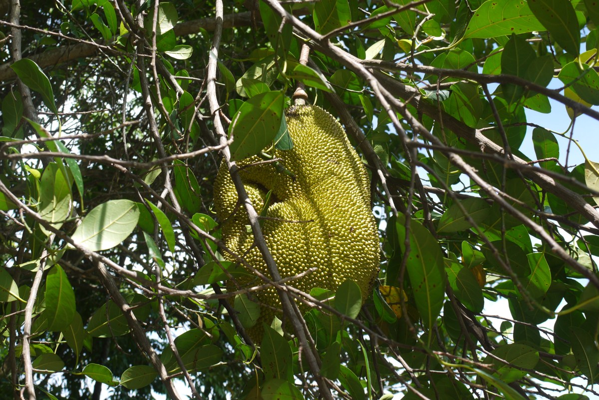 Nangka – Urban Biodiversity Initiative (UBI)