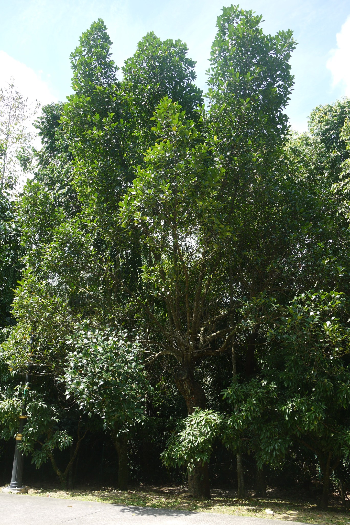 Nangka – Urban Biodiversity Initiative (UBI)