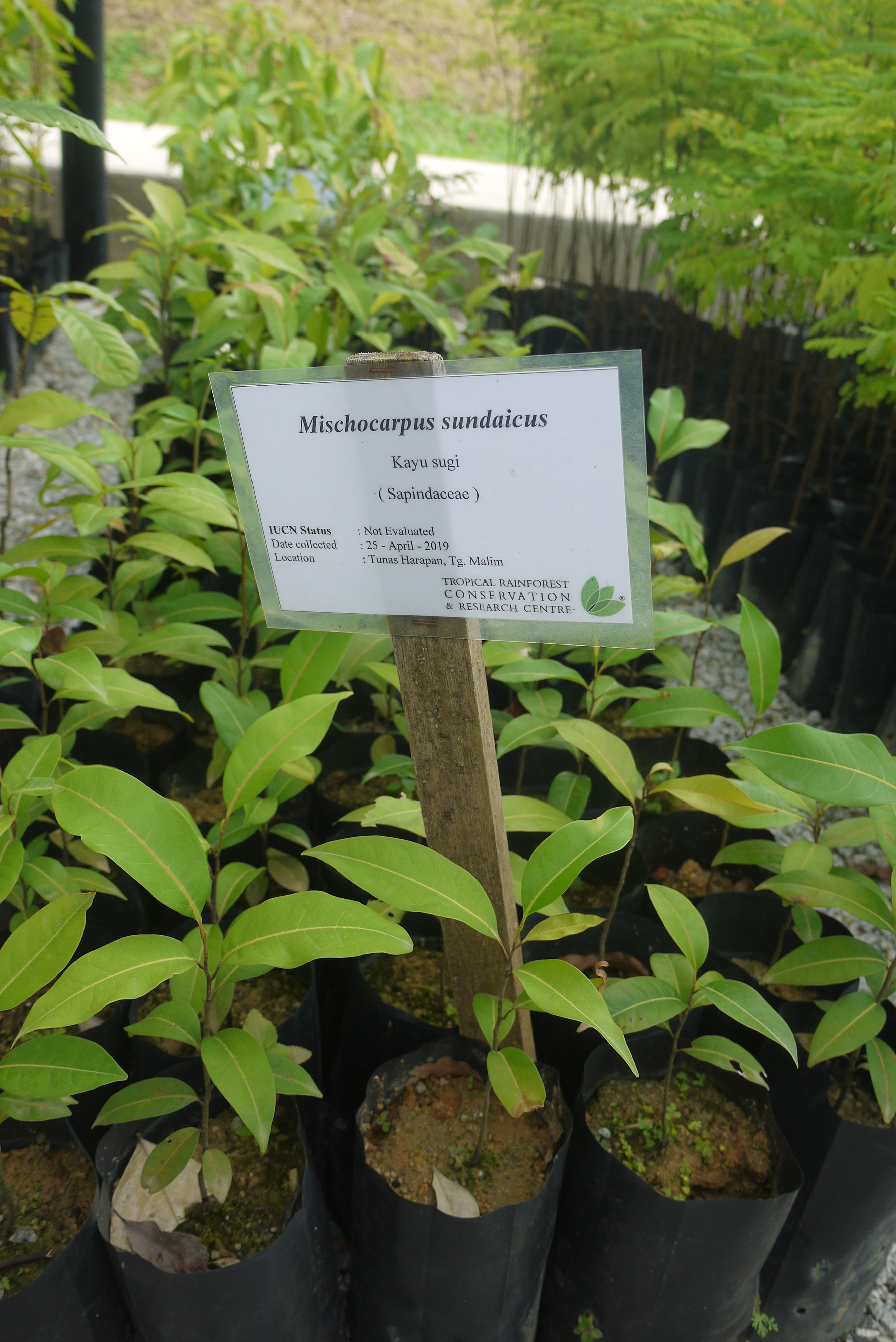 Case Study Series: Elmina Rainforest Knowledge Centre (ERKC) – Urban ...