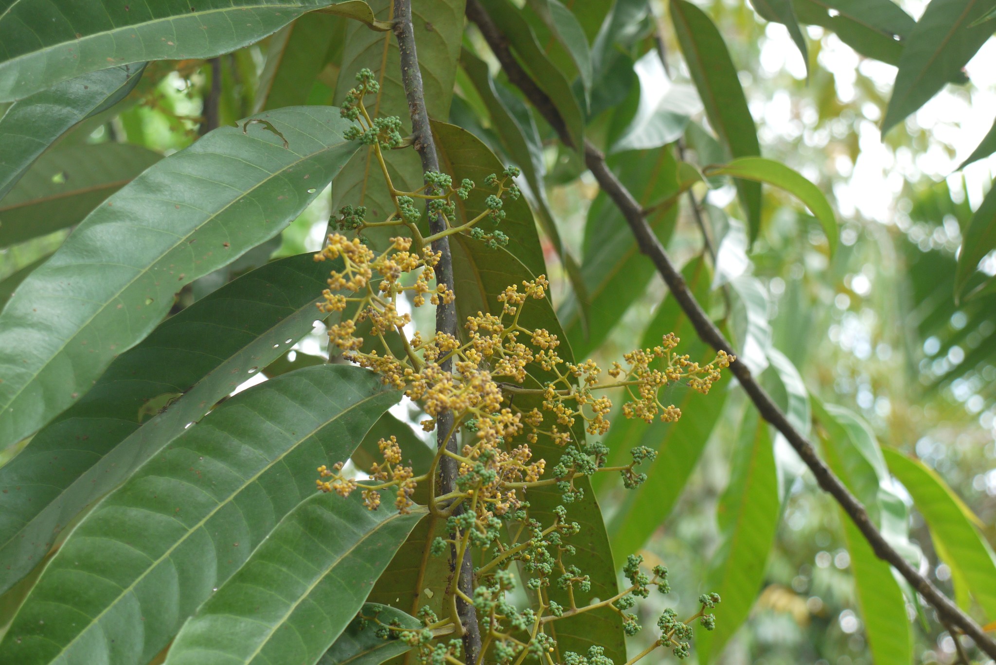 Mangga – Urban Biodiversity Initiative (UBI)