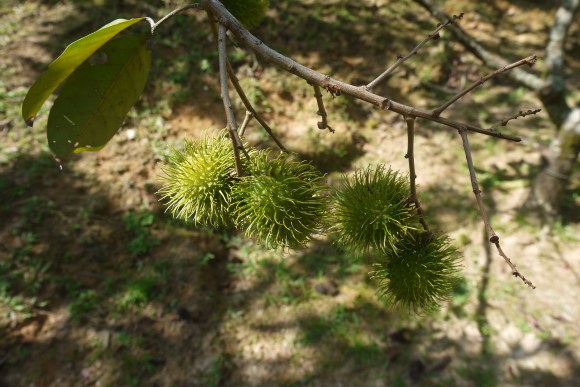 Rambutan – Urban Biodiversity Initiative (UBI)