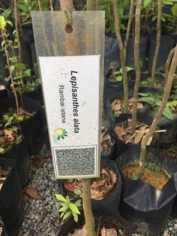 Case Study Series: Elmina Rainforest Knowledge Centre (ERKC) – Urban ...
