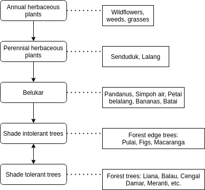 Succession – Urban Biodiversity Initiative (UBI)